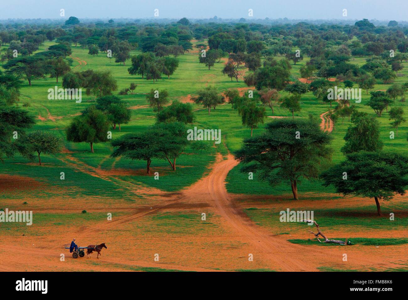 Senegal, Sahel, Ferlo region, Widou Thiengoly, Typical landscape of the ...