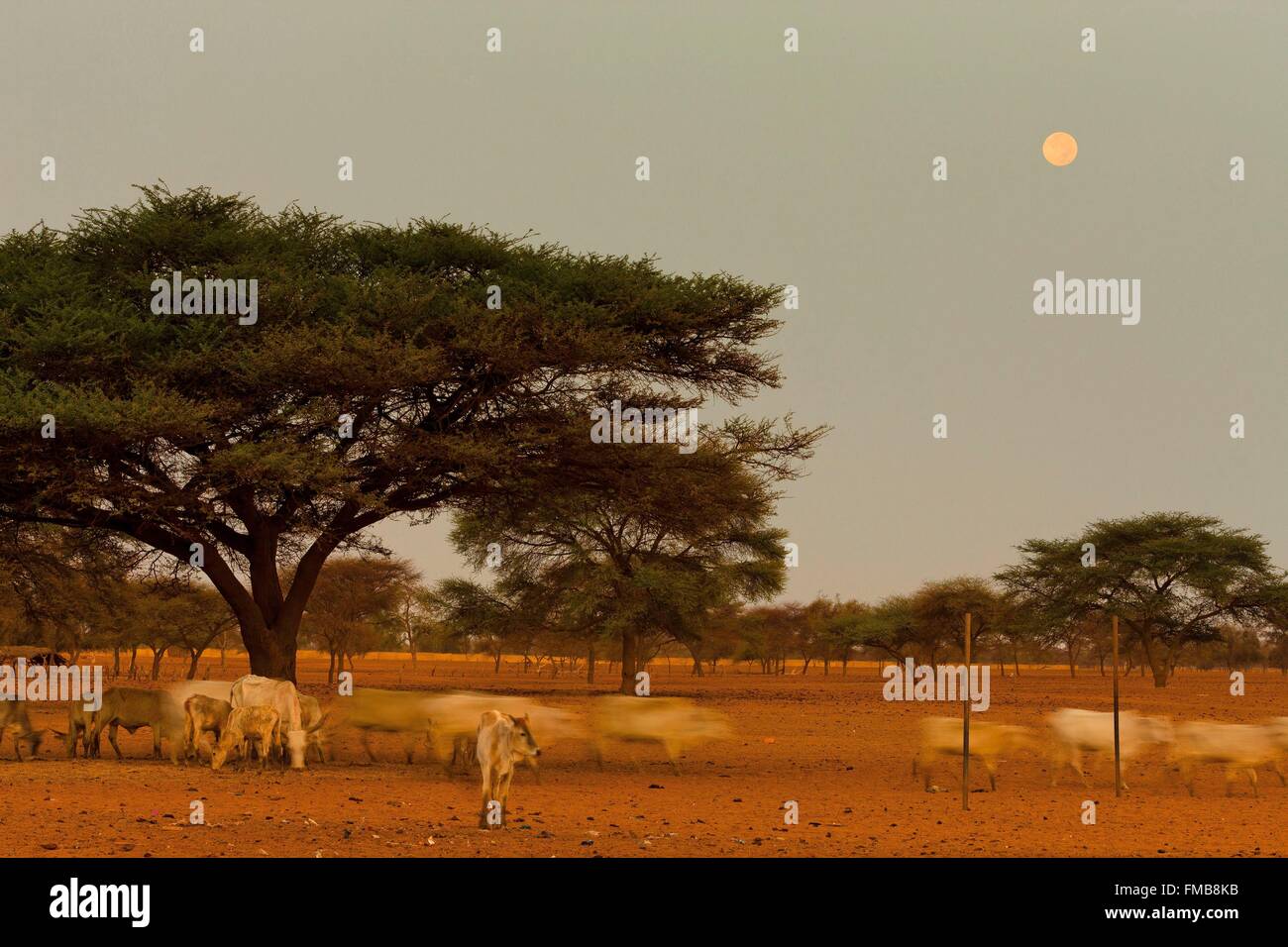 Senegal, Sahel, Ferlo region, Widou Thiengoly, Ferlo landscape at ...