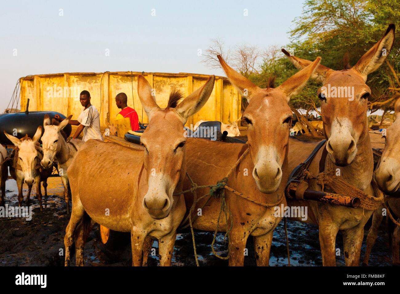 Senegal, Sahel, Ferlo region, Widou Thiengoly, Donkeys to transport ...