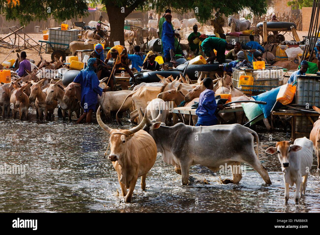Senegal, Sahel, Ferlo region, Widou Thiengoly, Scooping water Stock ...