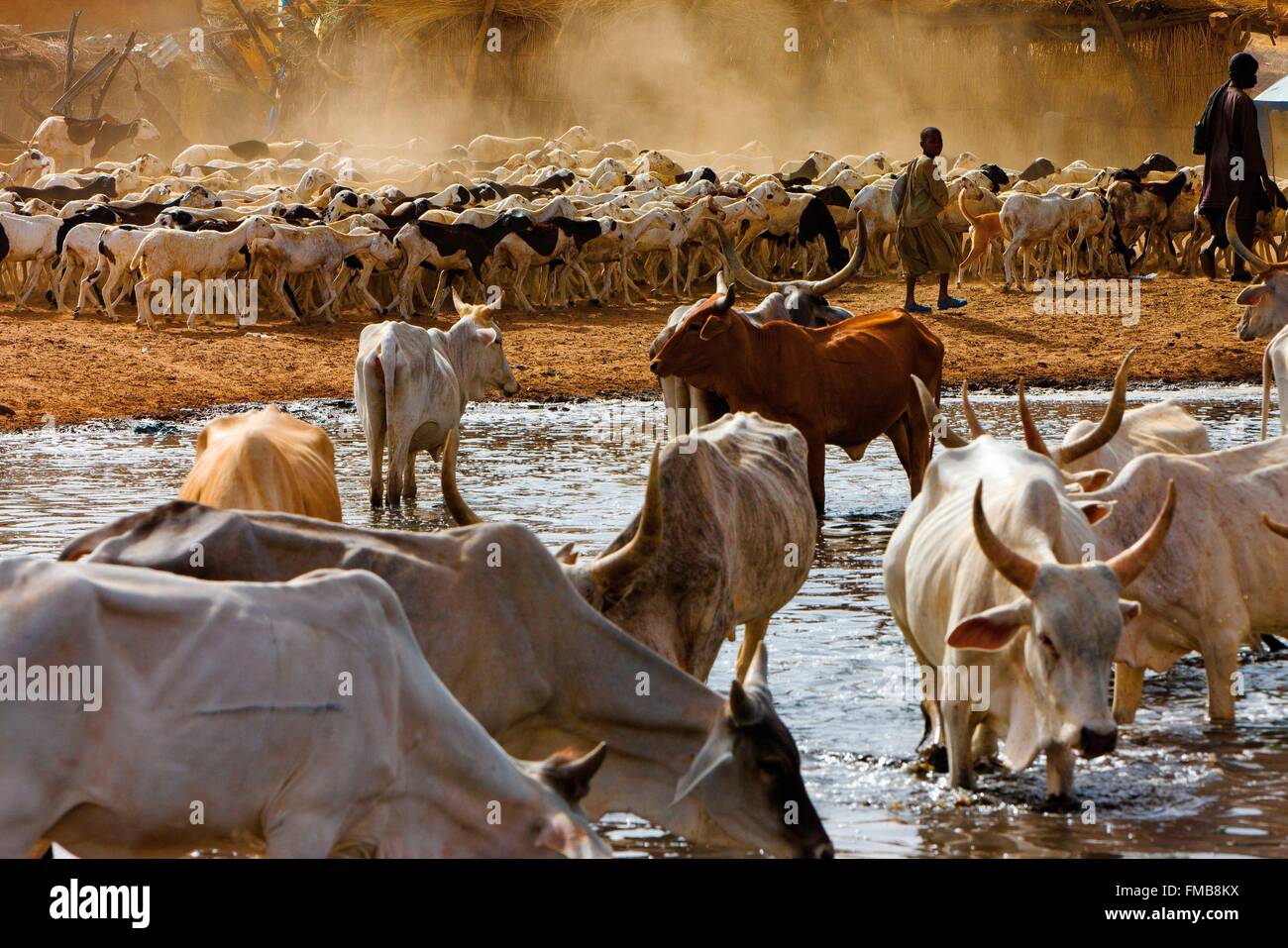 Senegal, Sahel, Ferlo region, Widou Thiengoly, Herd of cows Stock Photo ...