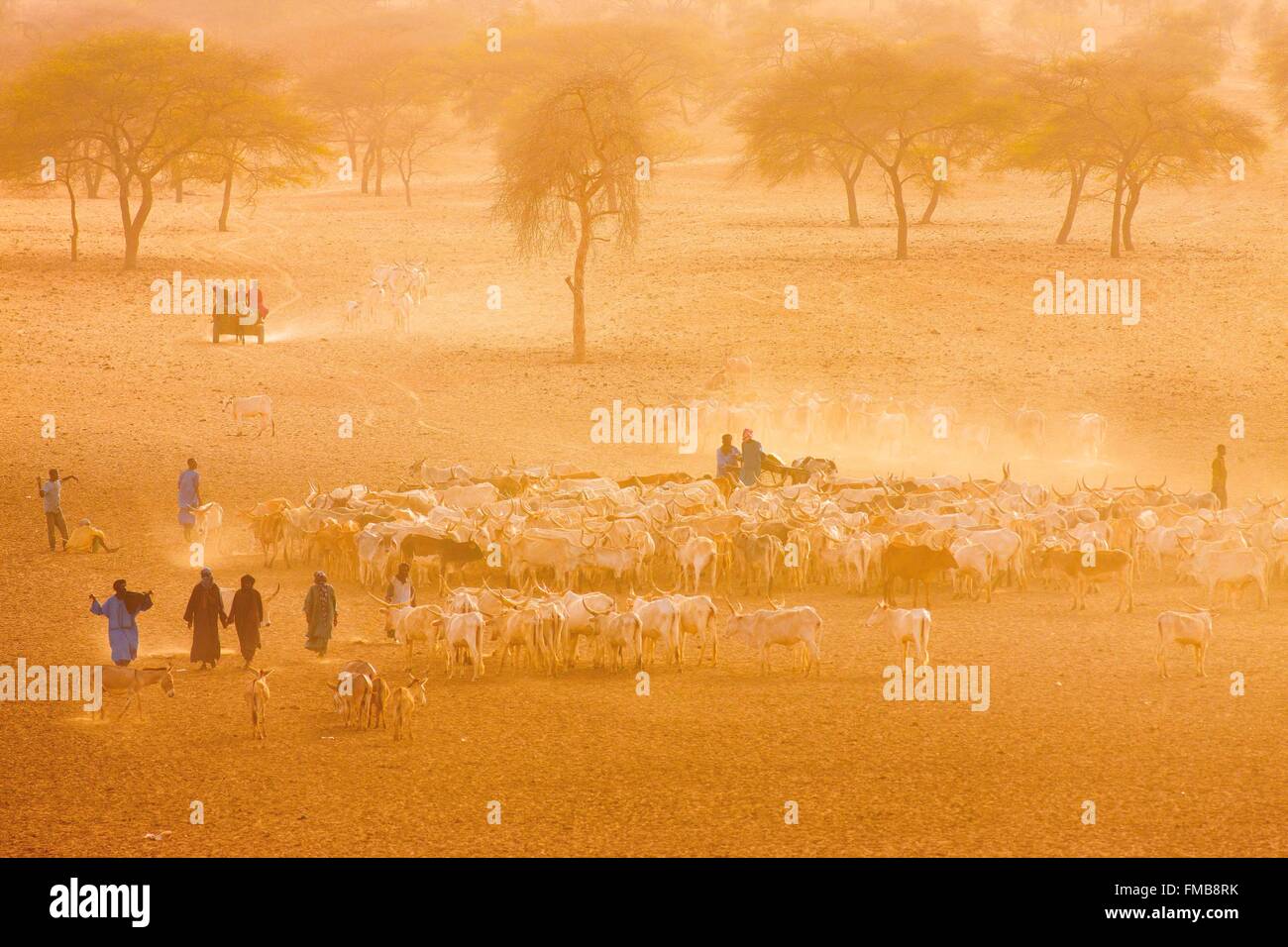 Senegal, Sahel, Ferlo region, Widou Thiengoly, Semi desert landscape in ...
