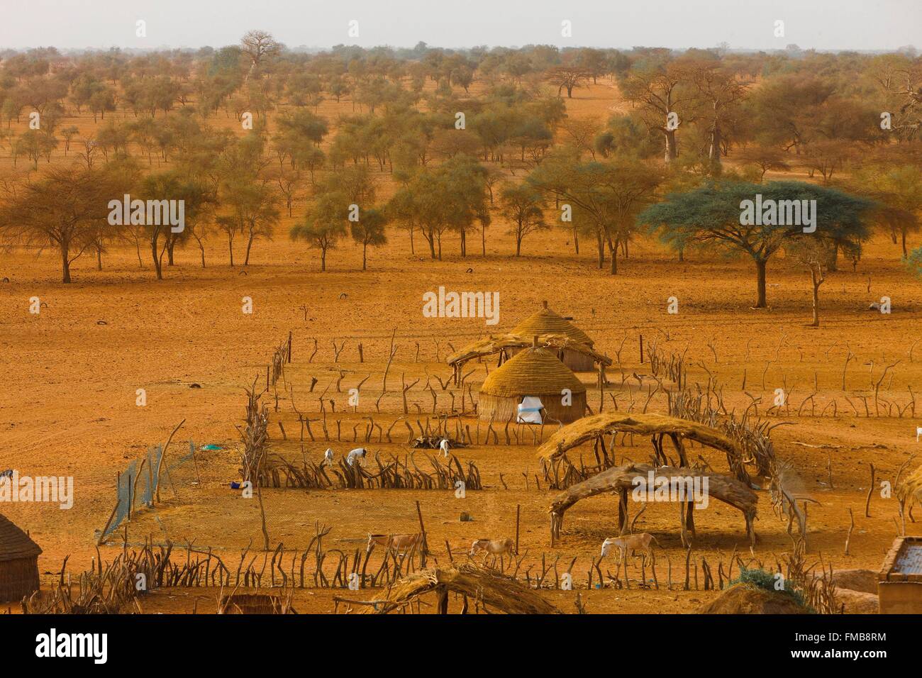 Senegal, Sahel, Ferlo region, Widou Thiengoly, Semi desert landscape in ...