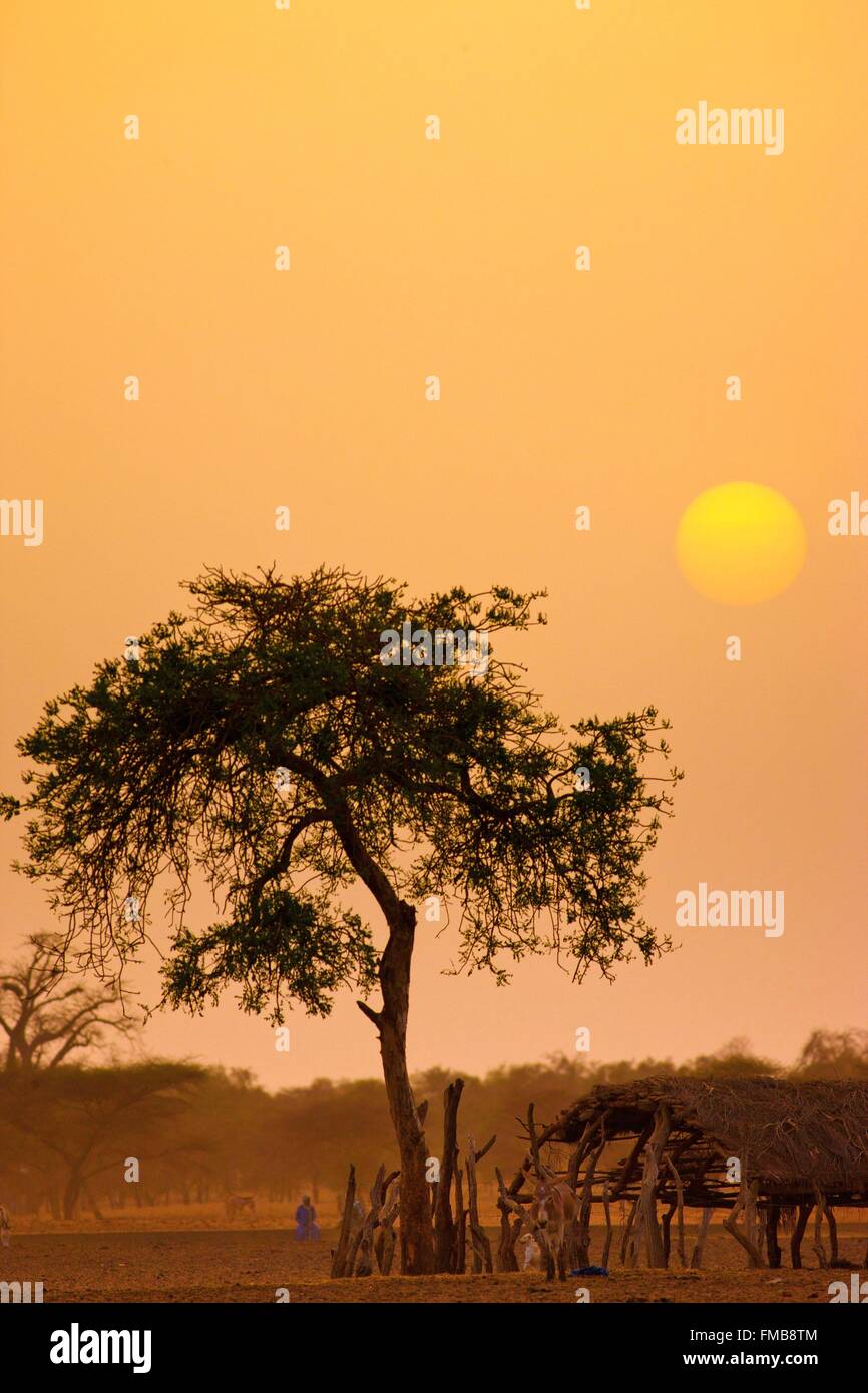 Sahel Landscape