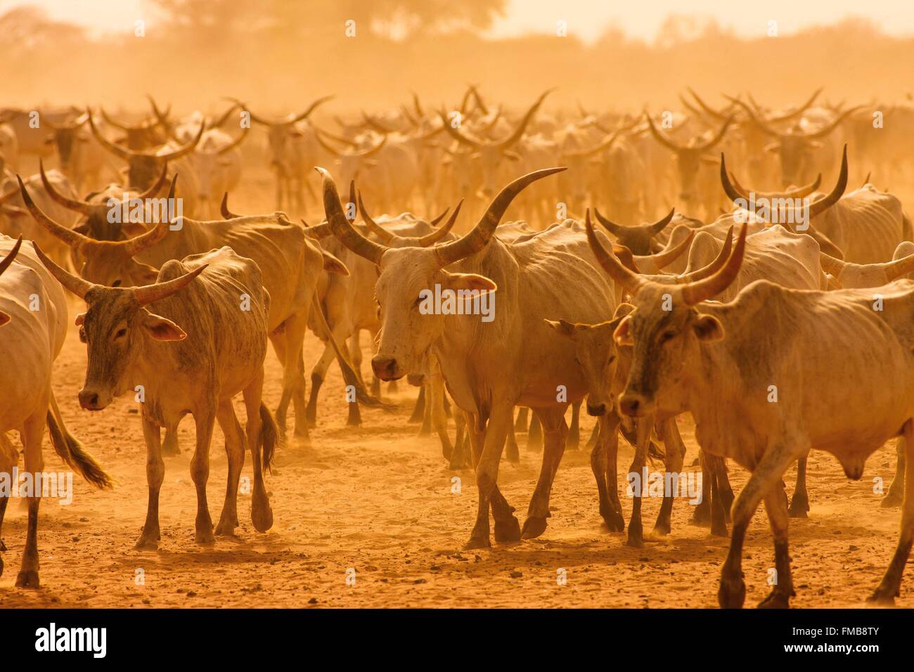 Senegal, Sahel, Ferlo region, Widou Thiengoly, Herd of zebu Stock Photo ...