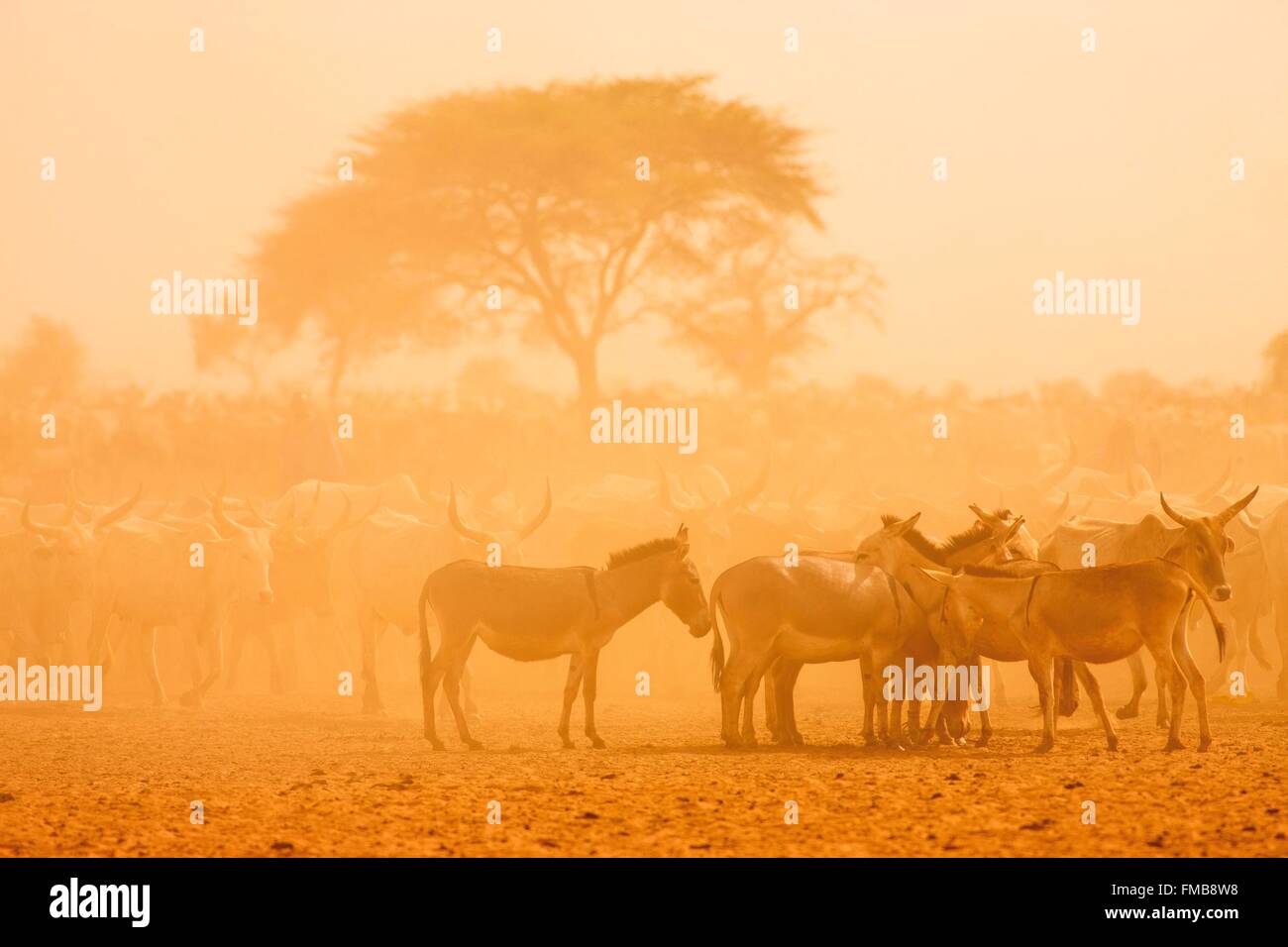 Senegal, Sahel, Ferlo region, Widou Thiengoly, Zebu cattle and donkeys ...