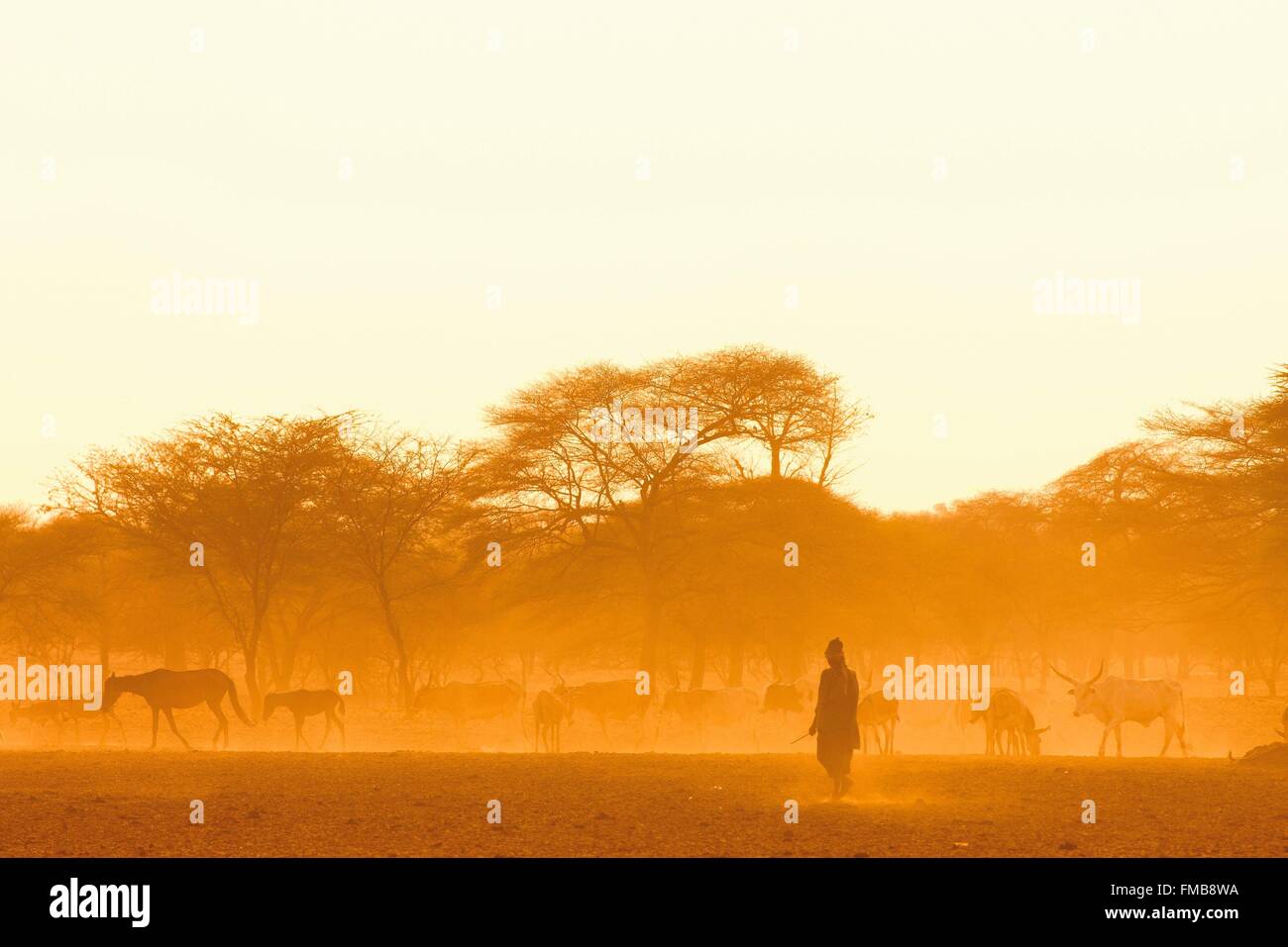 Senegal, Sahel, Ferlo region, Widou Thiengoly, Herd of zebu Stock Photo ...