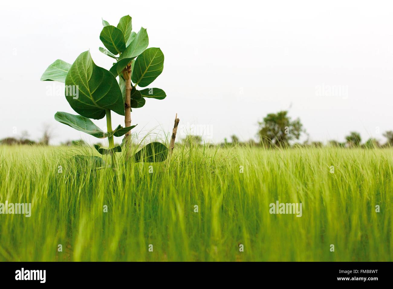 Senegal, Sahel, Ferlo region, Widou Thiengoly, Experimental plantations ...