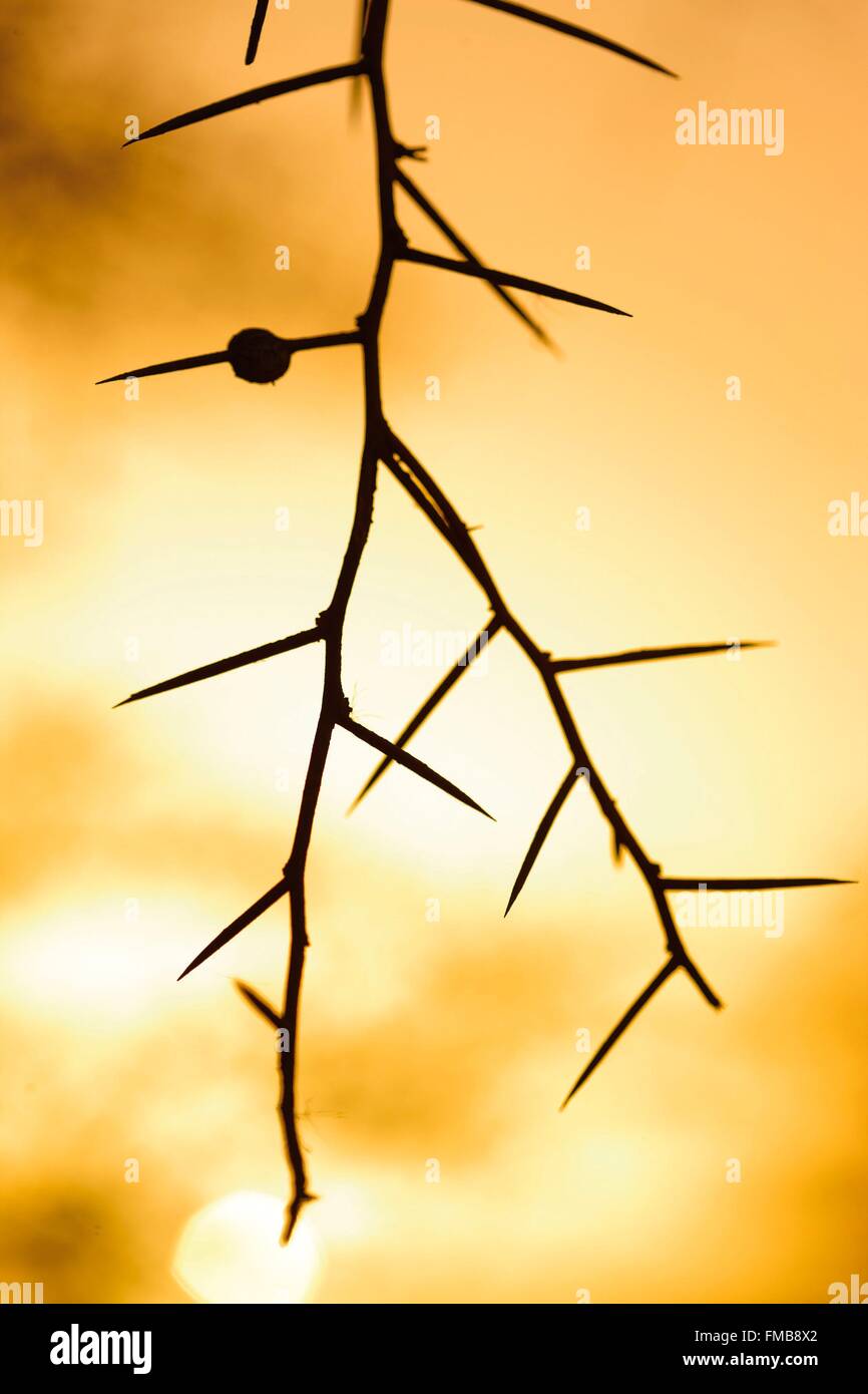 Senegal, Sahel, Ferlo region, Widou Thiengoly, Ferlo landscape at ...