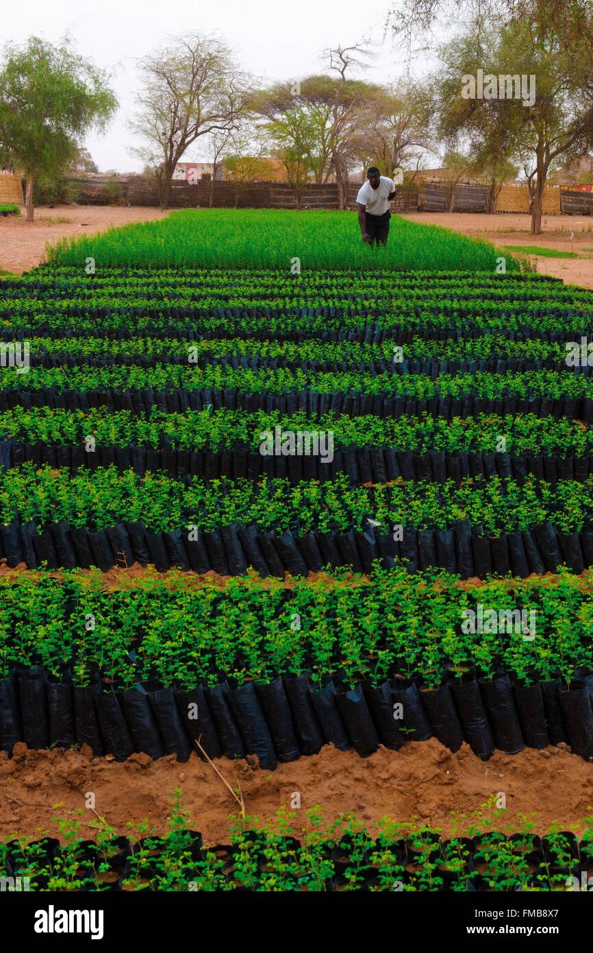 Senegal, Sahel, Ferlo region, Widou Thiengoly, Culture for the green ...