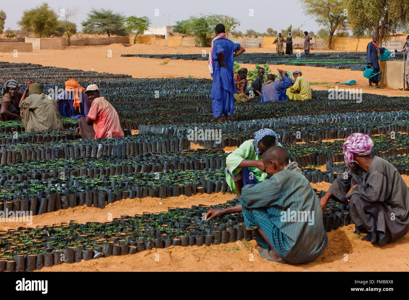 Senegal, Sahel, Ferlo region, Widou Thiengoly, Culture for the green ...