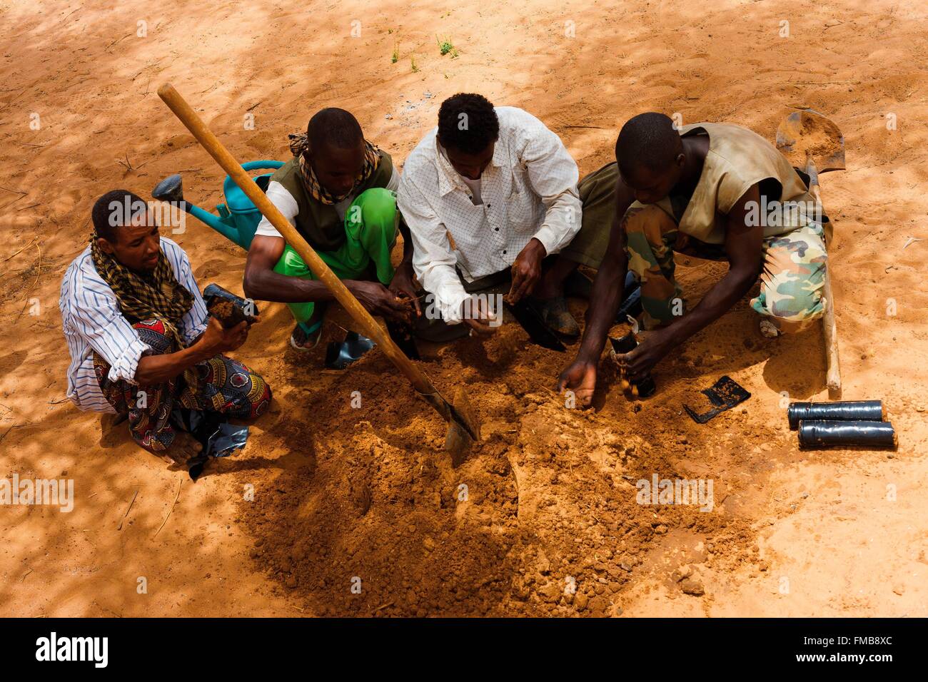 Senegal, Sahel, Ferlo region, Widou Thiengoly, Preparing the soil ...