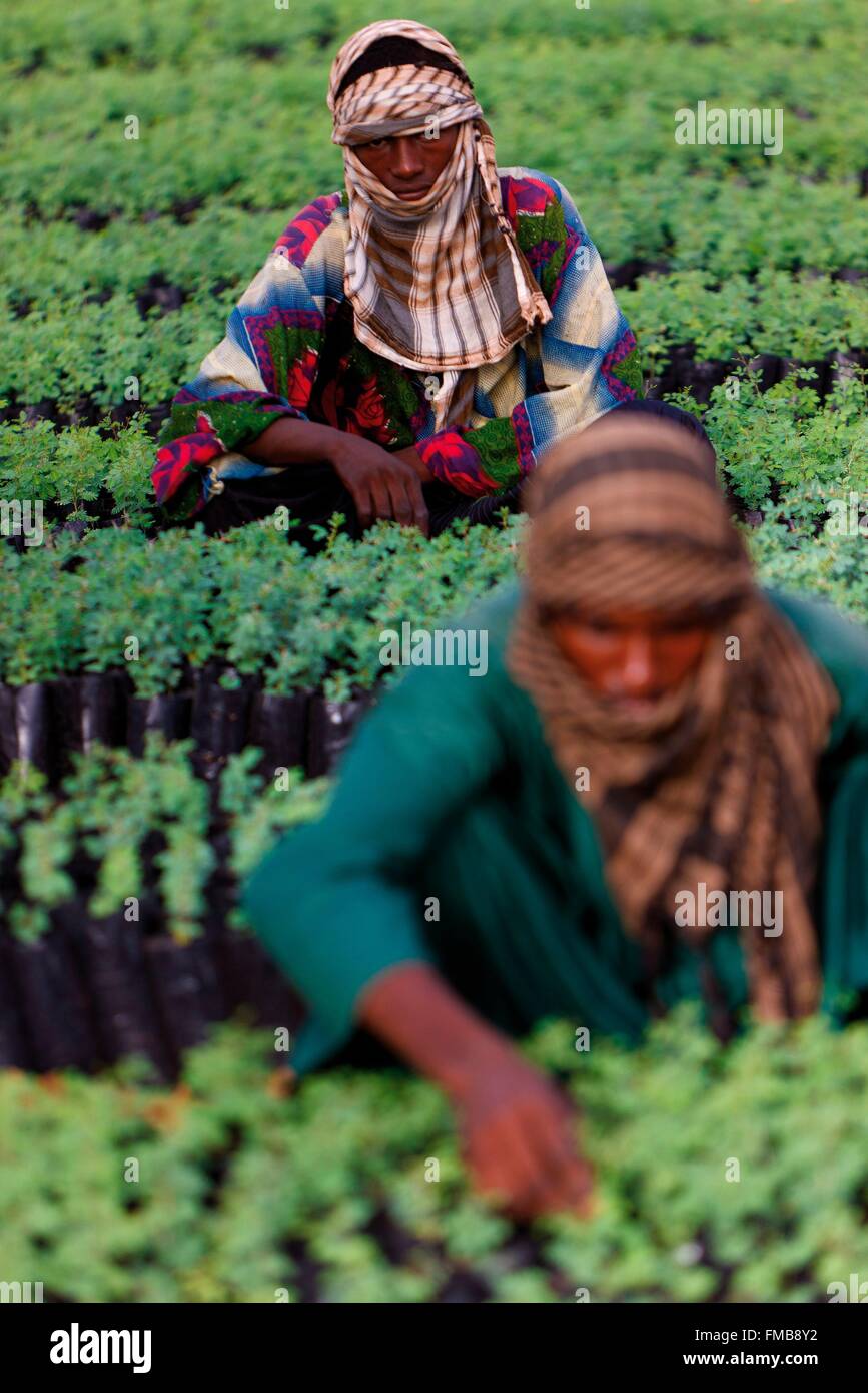Sahel africa green barrier hi-res stock photography and images - Alamy
