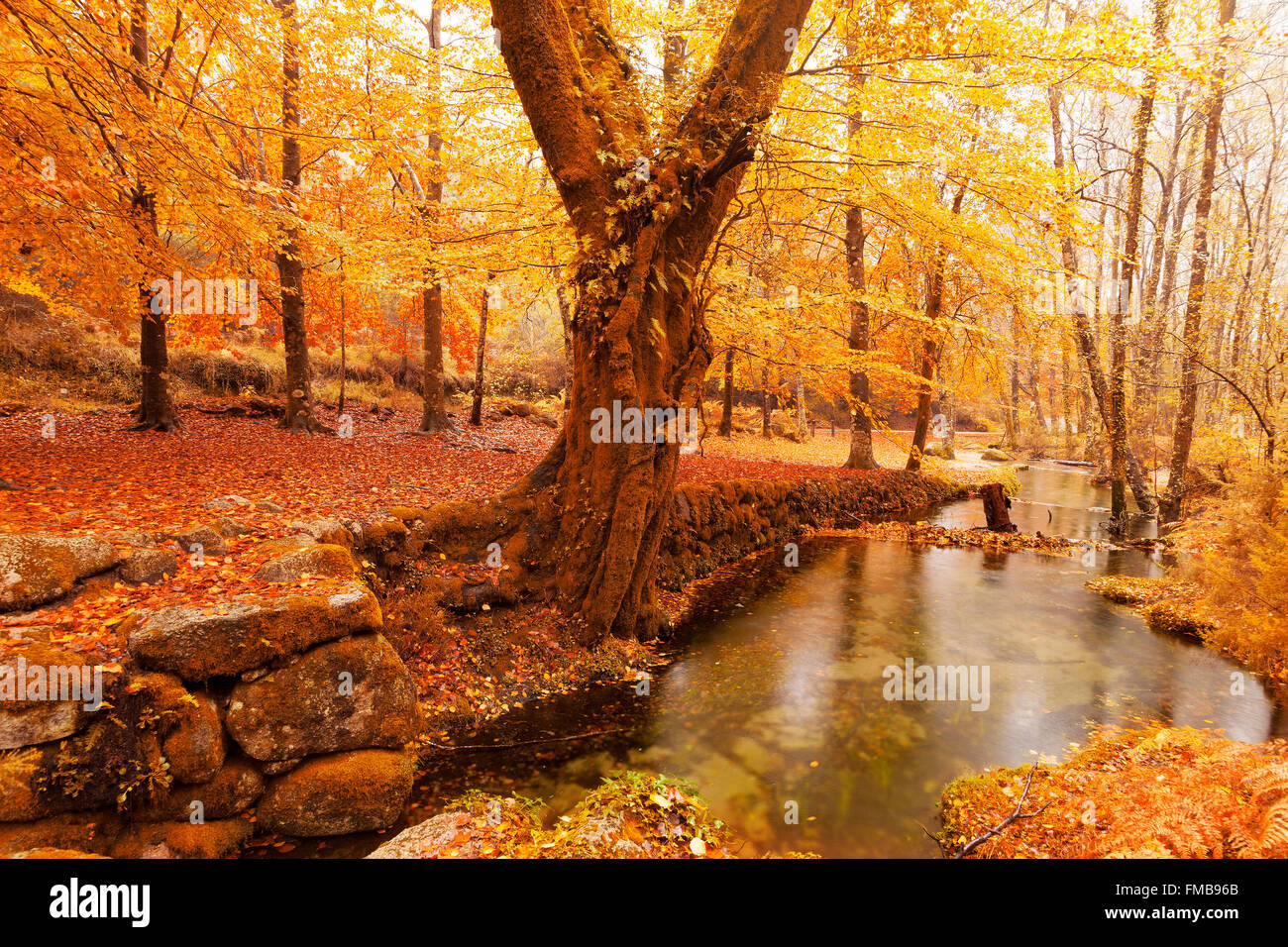 Beautiful river and colorful trees in Autumn season Stock Photo - Alamy