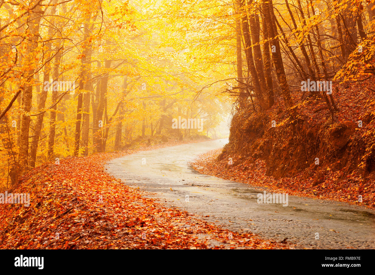 Autumn landscape with road and beautiful colored trees Stock Photo - Alamy