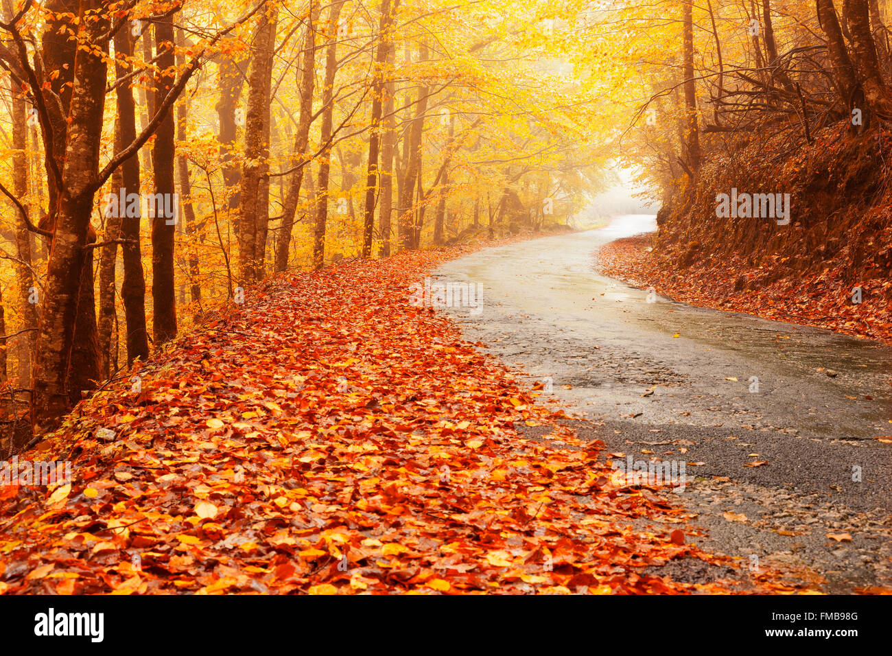 Autumn landscape with road and beautiful colored trees Stock Photo - Alamy