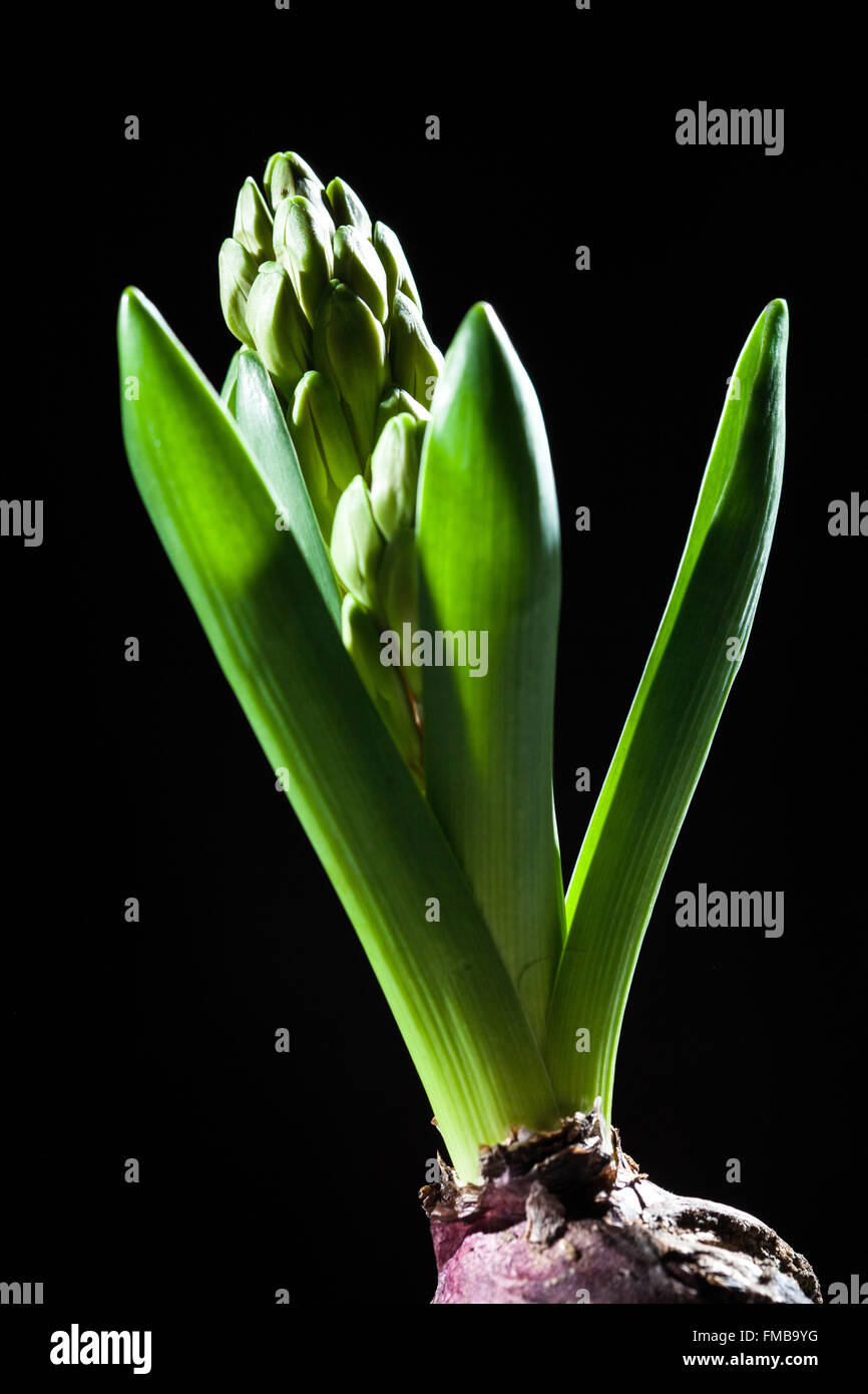 Young hyacinth buds black background, green flower Stock Photo - Alamy