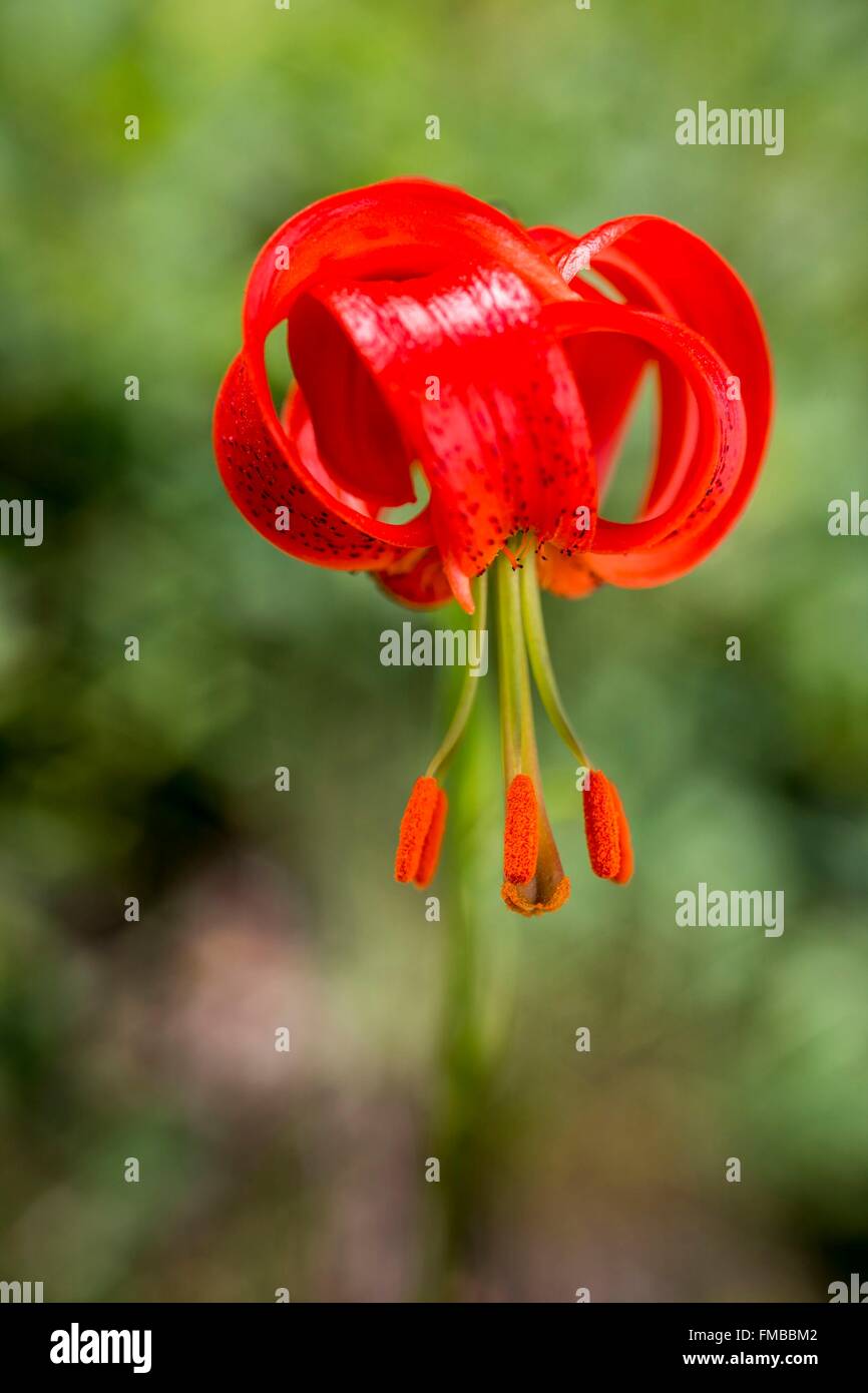 France, Var, Callian, gorges of Siagne, Turban lily (Lilium pomponium ...
