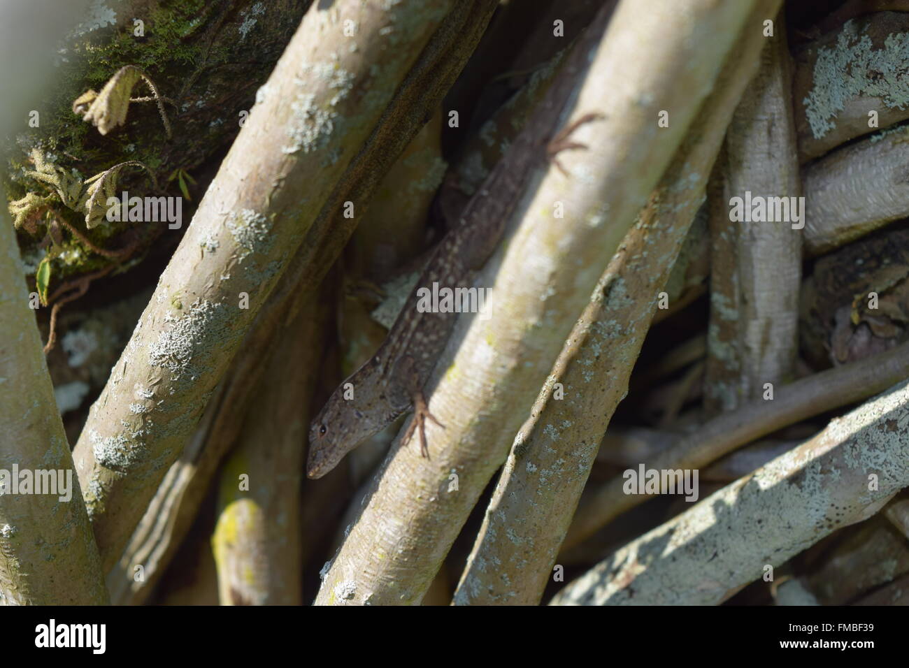 Lizard Hiding in a Plant Stock Photo - Alamy