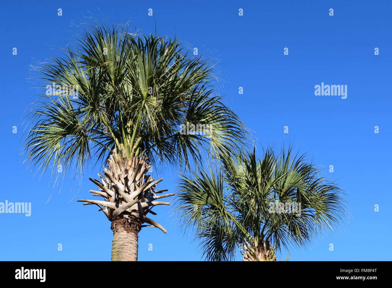 Two Palm Trees Stock Photo - Alamy