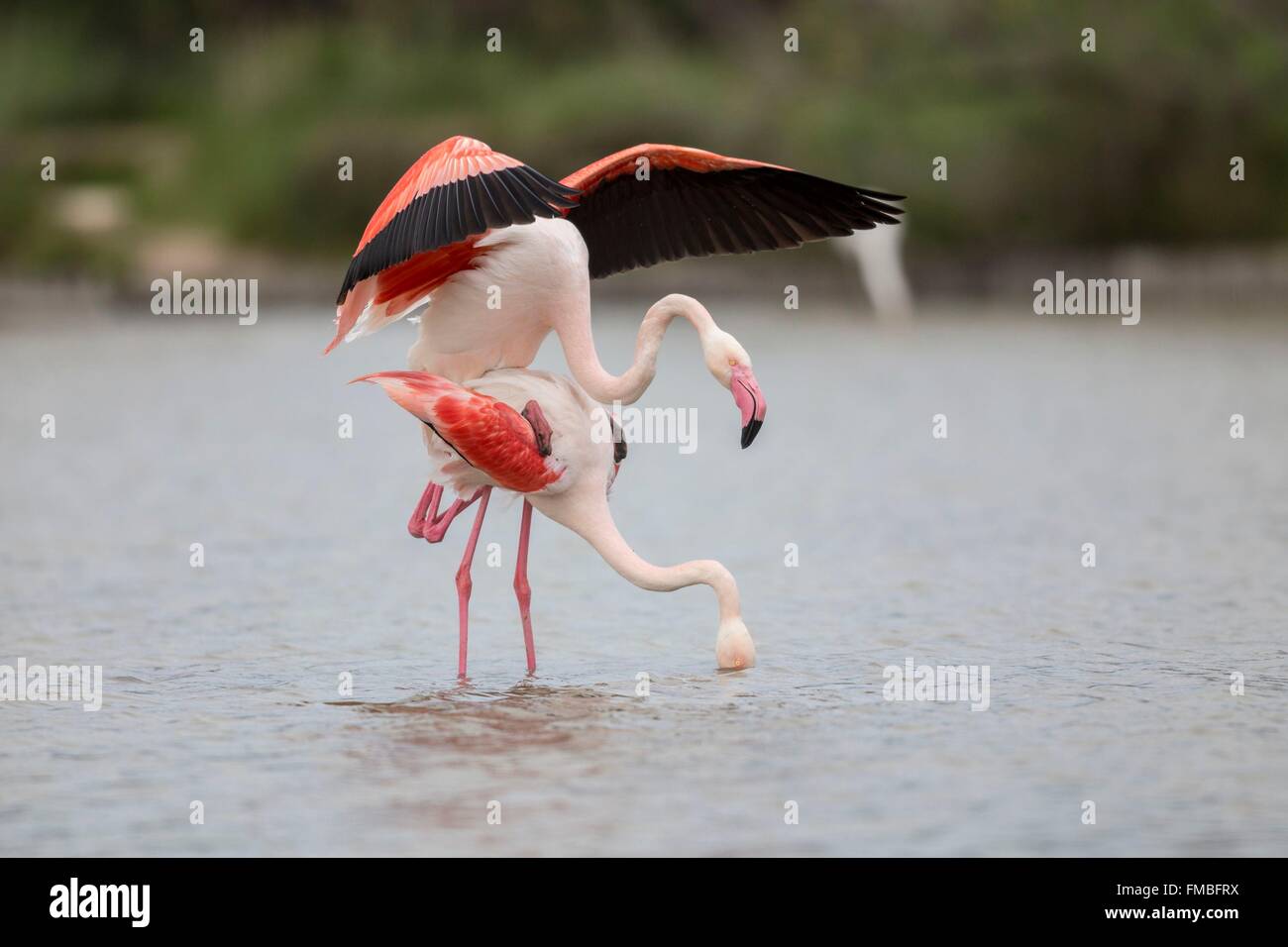 France, Bouches du Rhone, Camargue Regional Nature Park, Ornithological ...