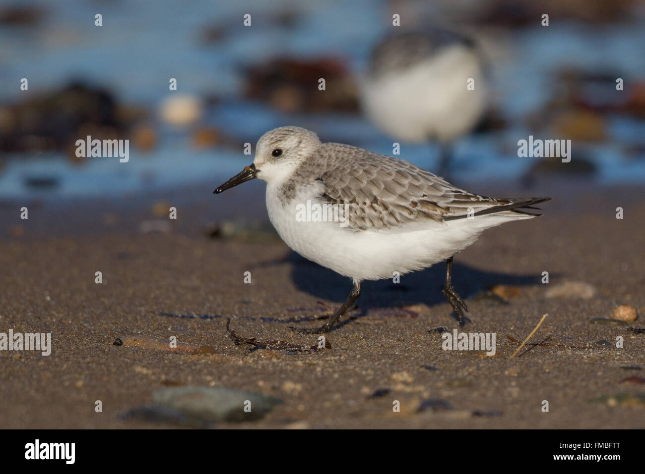 Sanderling, a common bird of the coast in Britain Stock Photo - Alamy