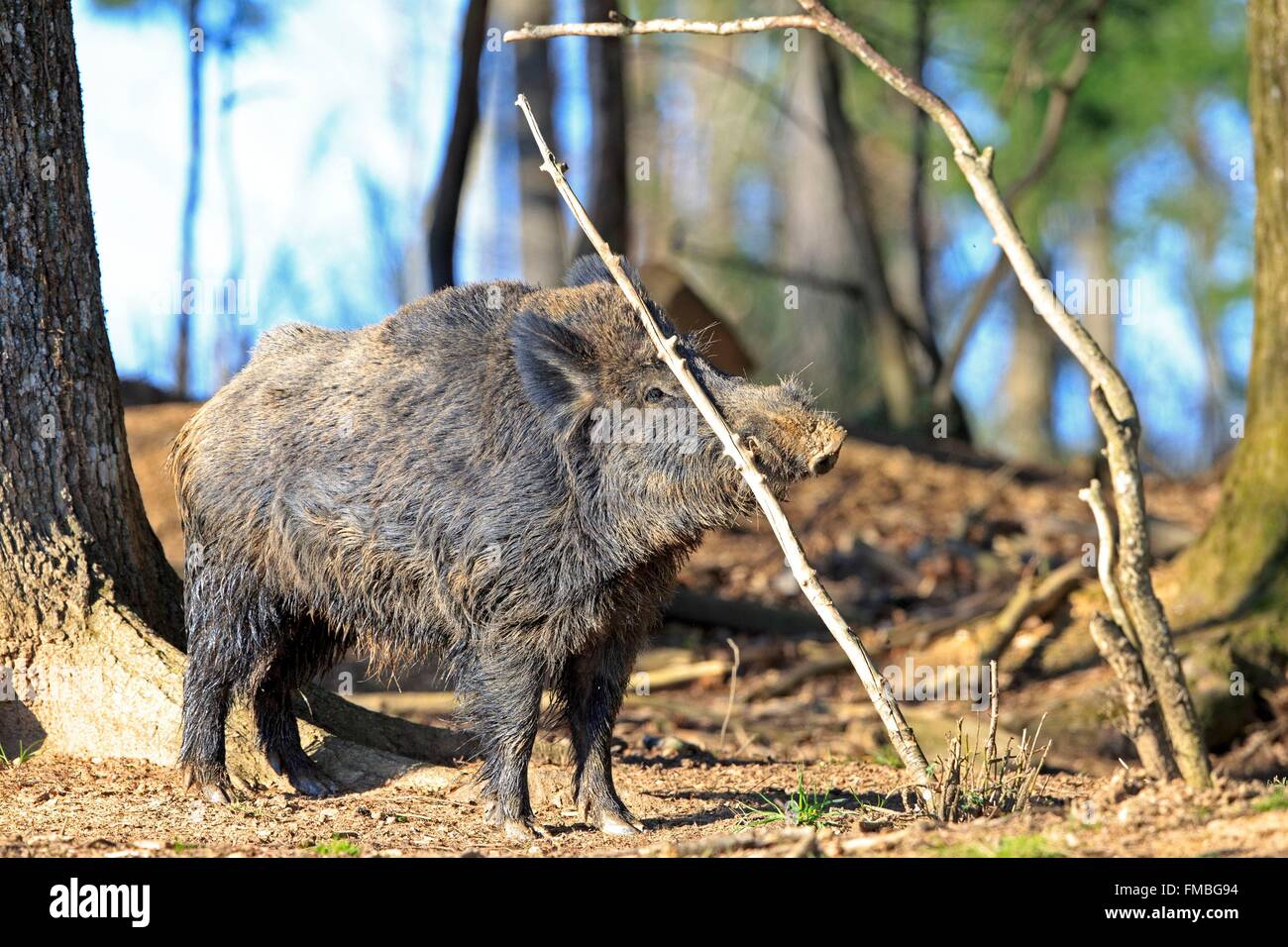 France, Haute Saone, Private park, Wild Boar (Sus scrofa), male marks ...