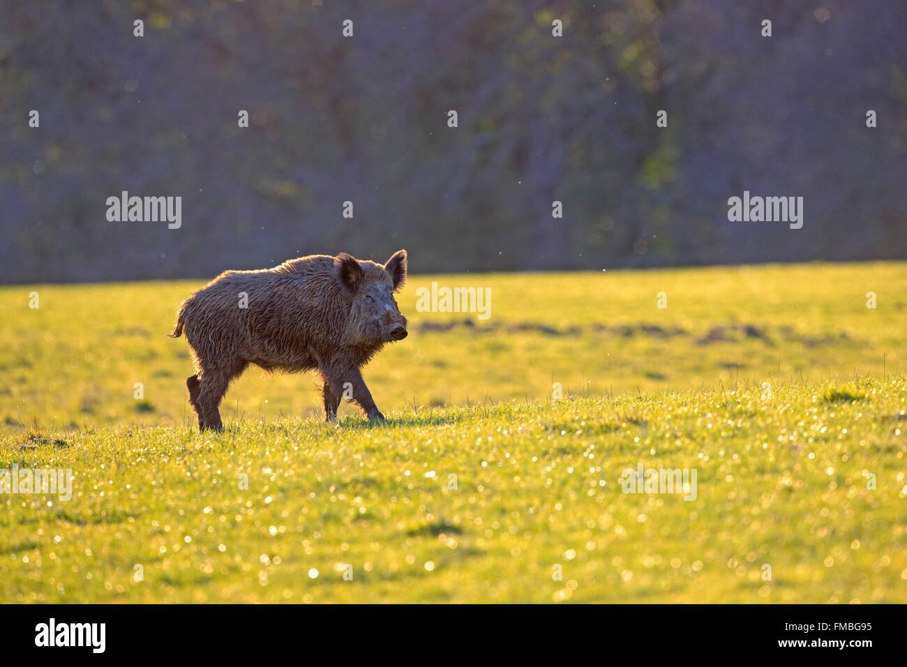 Male wild boar sus scrofa hi-res stock photography and images - Alamy