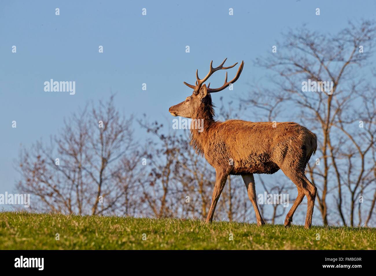 France, Haute Saone, Private park, Red Deer (Cervus elaphus), young ...