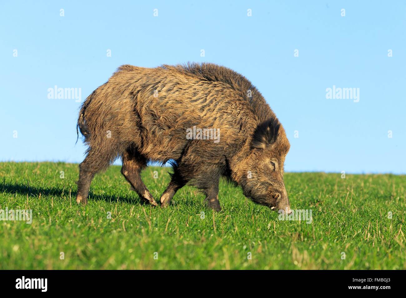 France, Haute Saone, Private park, Wild Boar (Sus scrofa), male Stock ...