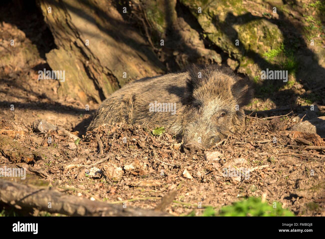 Wild boar wallow hi-res stock photography and images - Alamy