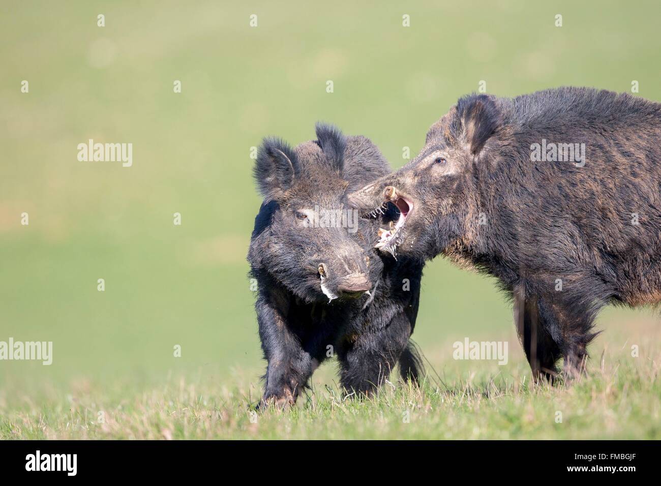 Wild boar fighting hi-res stock photography and images - Alamy