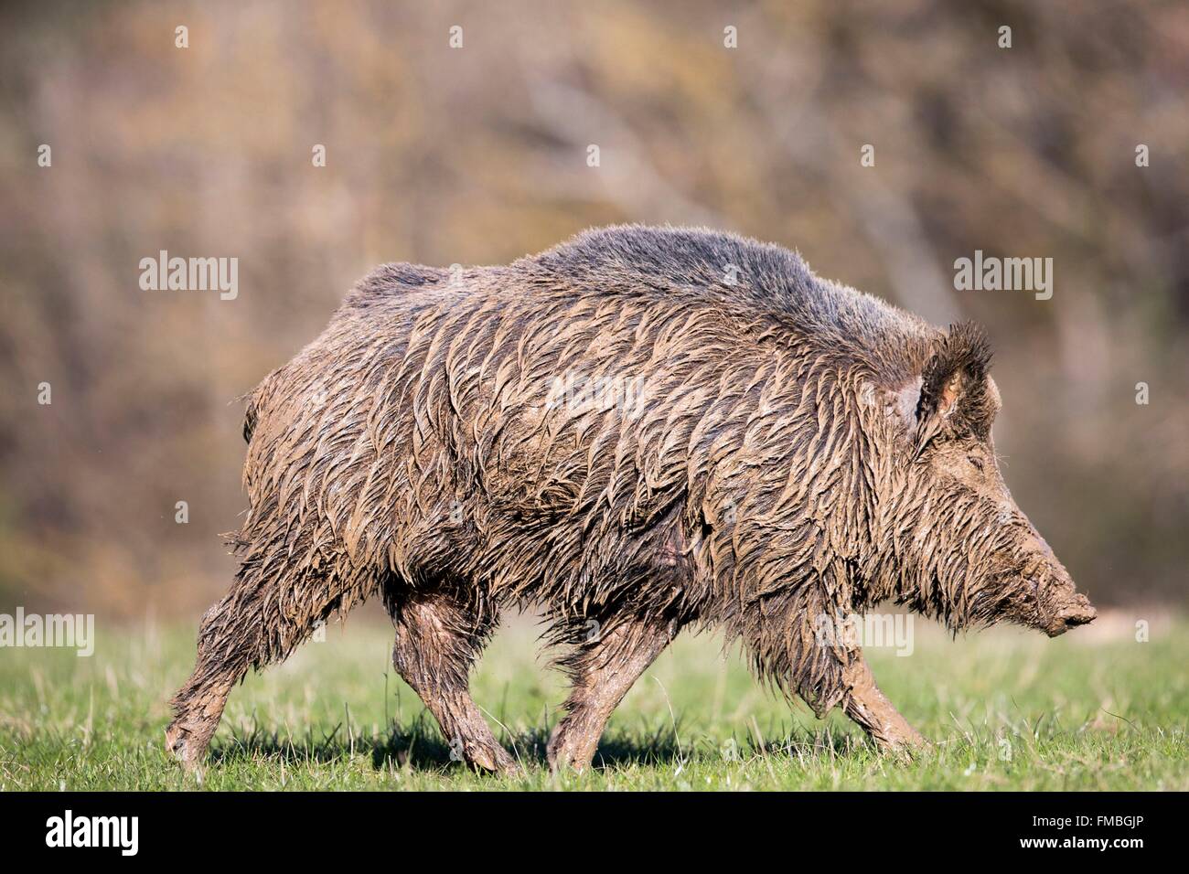 France, Haute Saone, Private park, Wild Boar (Sus scrofa), male Stock ...