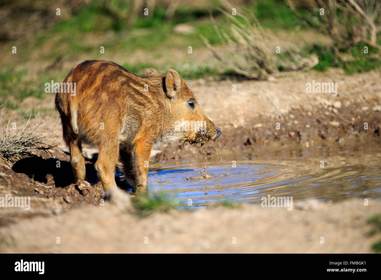 Piglet drinking water hi-res stock photography and images - Alamy