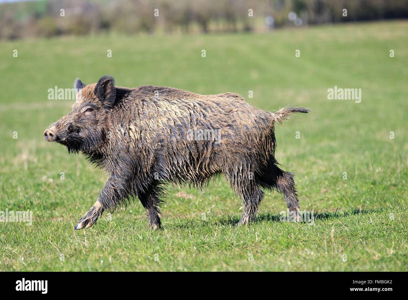France, Haute Saone, Private park, Wild Boar (Sus scrofa), male Stock ...