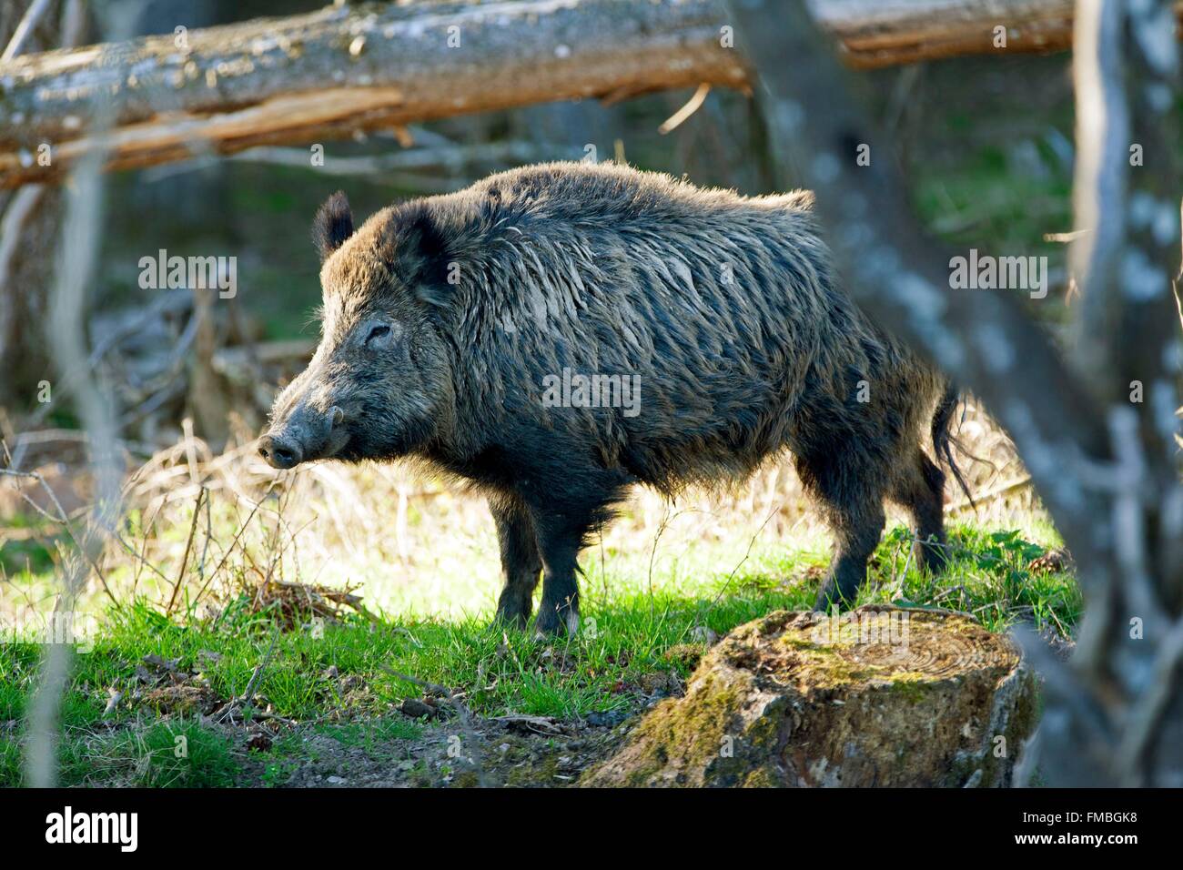 France, Haute Saone, Private park, Wild Boar (Sus scrofa), male Stock ...