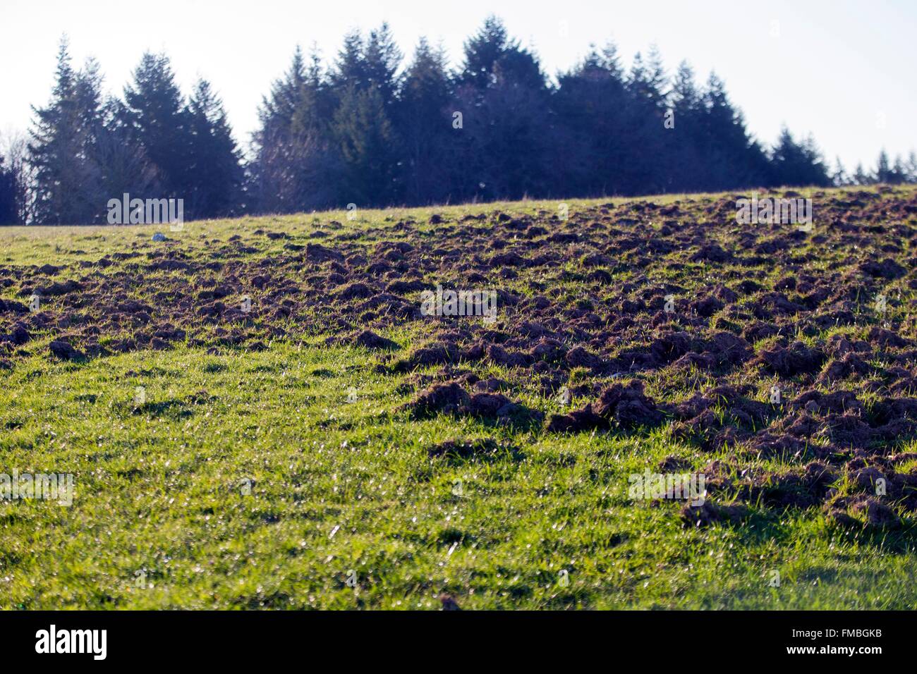 France, Haute Saone, Wild boar tracks in a meadow Stock Photo - Alamy