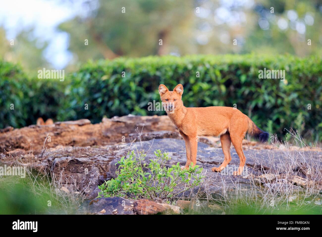 Indian wild dog dhole cuon hi-res stock photography and images - Alamy