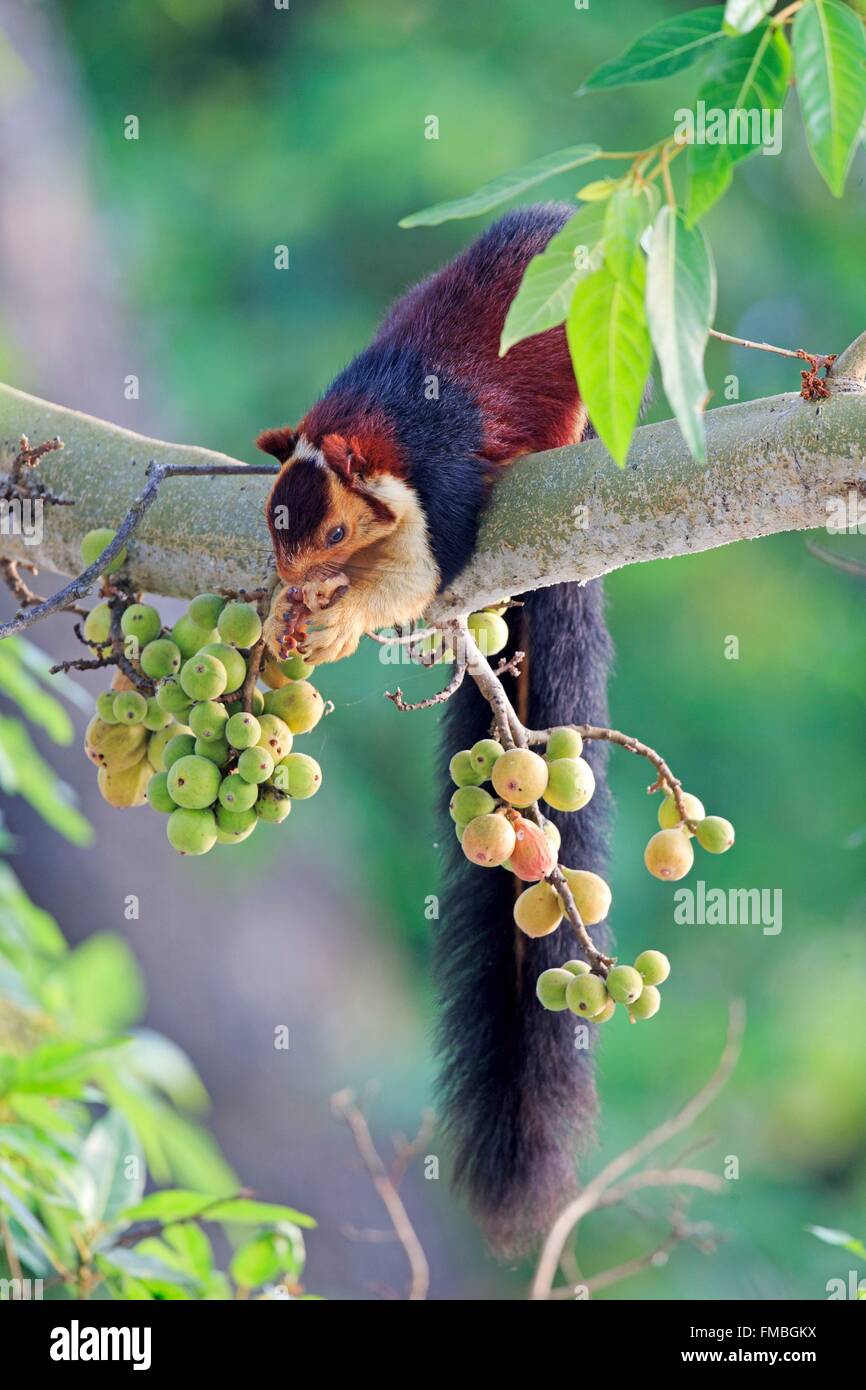Indian giant squirrel hi-res stock photography and images - Alamy
