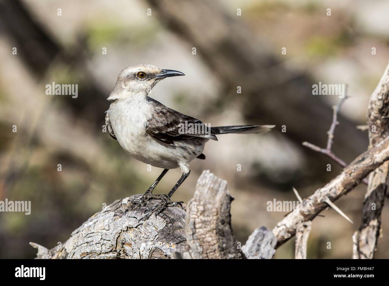 Dutch West Indies, Bonaire island, San Andres Mockingbird (Mimus gilvus ...