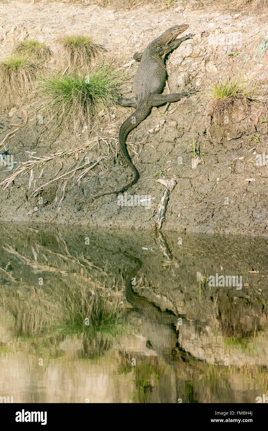 India, West Bengal, Sundarbans national park, water monitor (Varanus ...