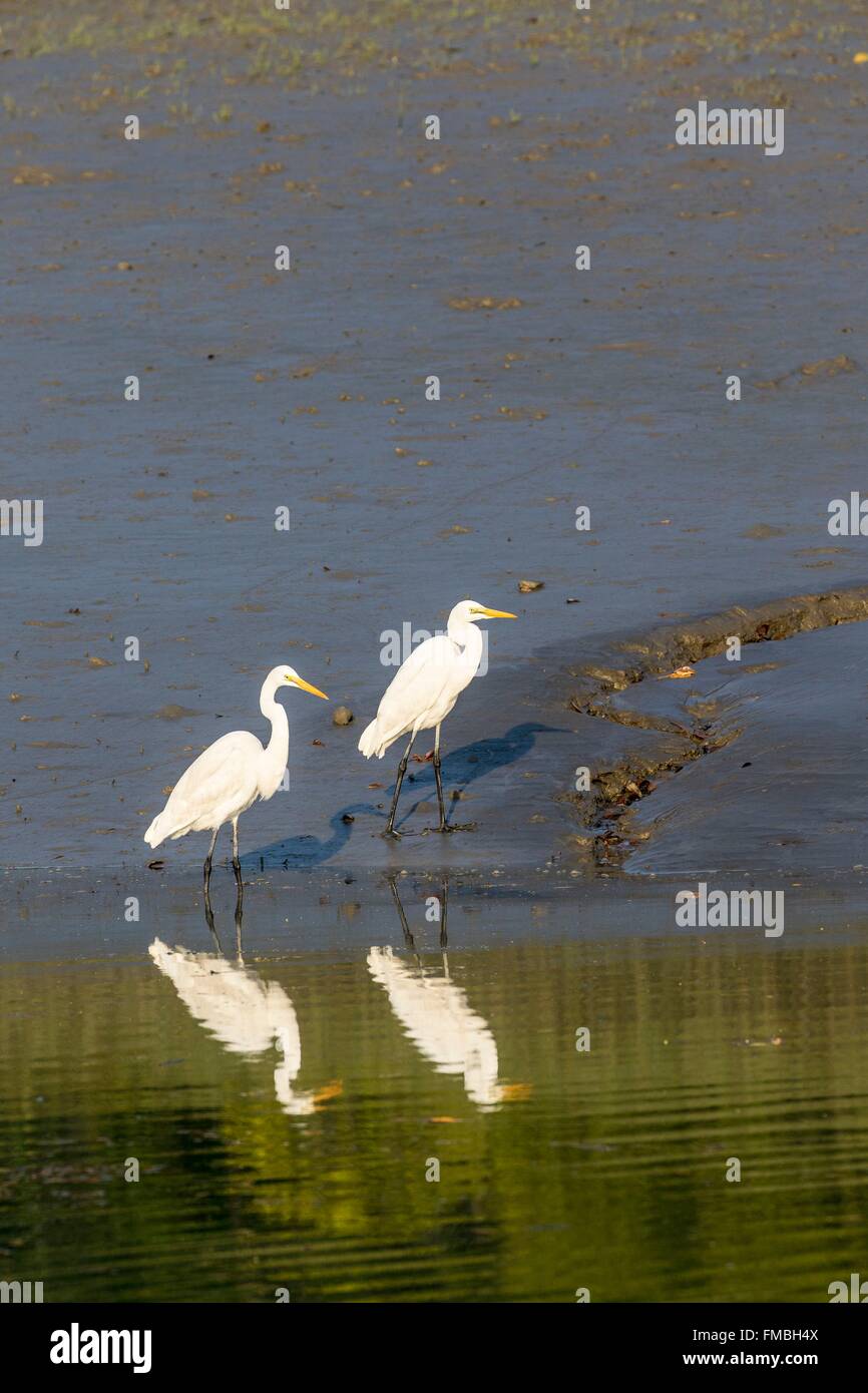 India, West Bengal, Sundarbans national park, great egret (Ardea alba ...