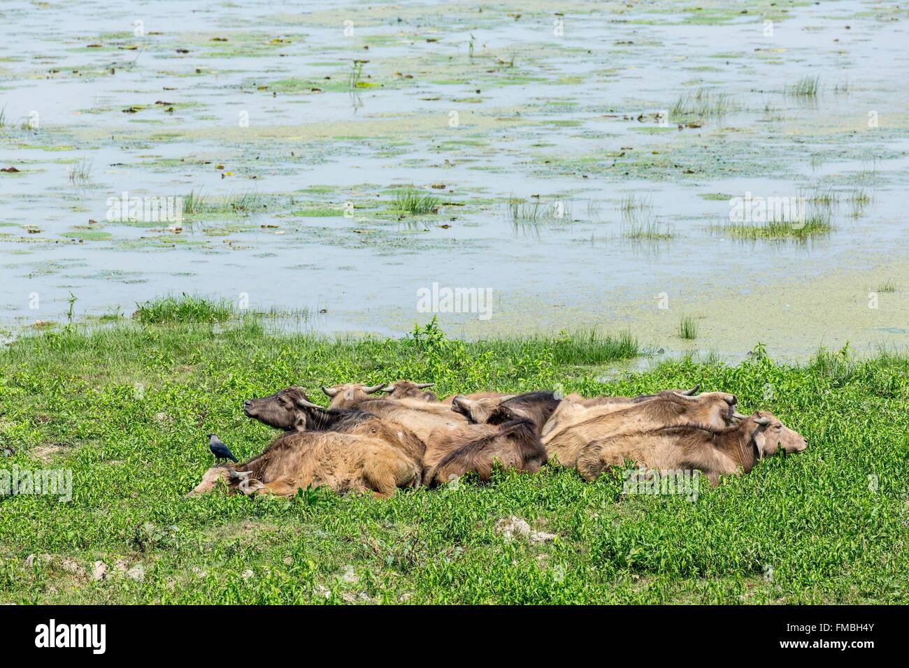 India, Assam, Guwabati district, Deepor Beel Wildlife sancturay, water ...