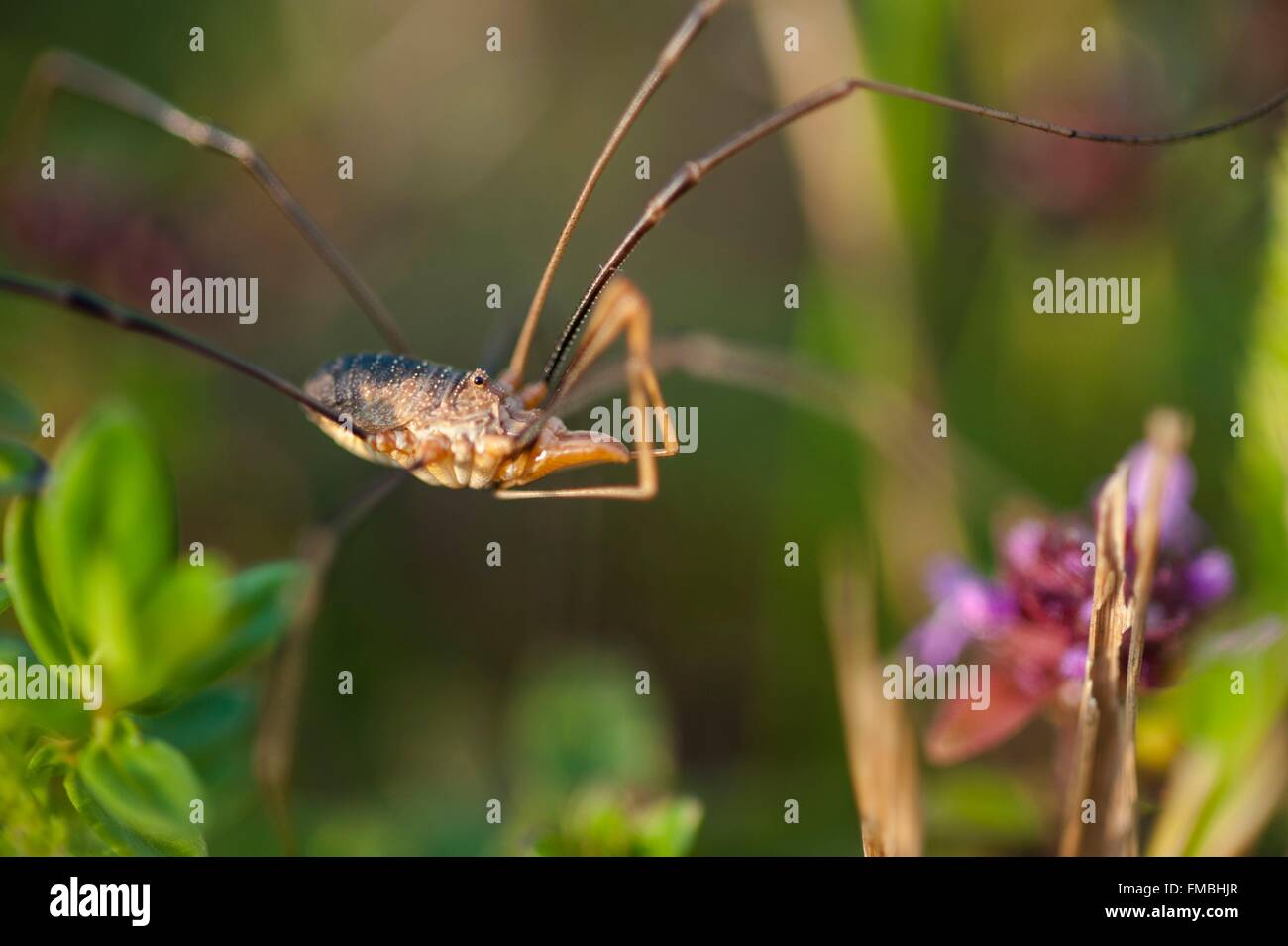 Opiliones hi-res stock photography and images - Alamy