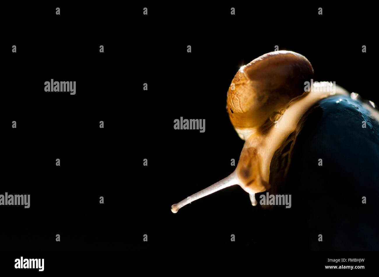 France, Isere, snail Stock Photo - Alamy