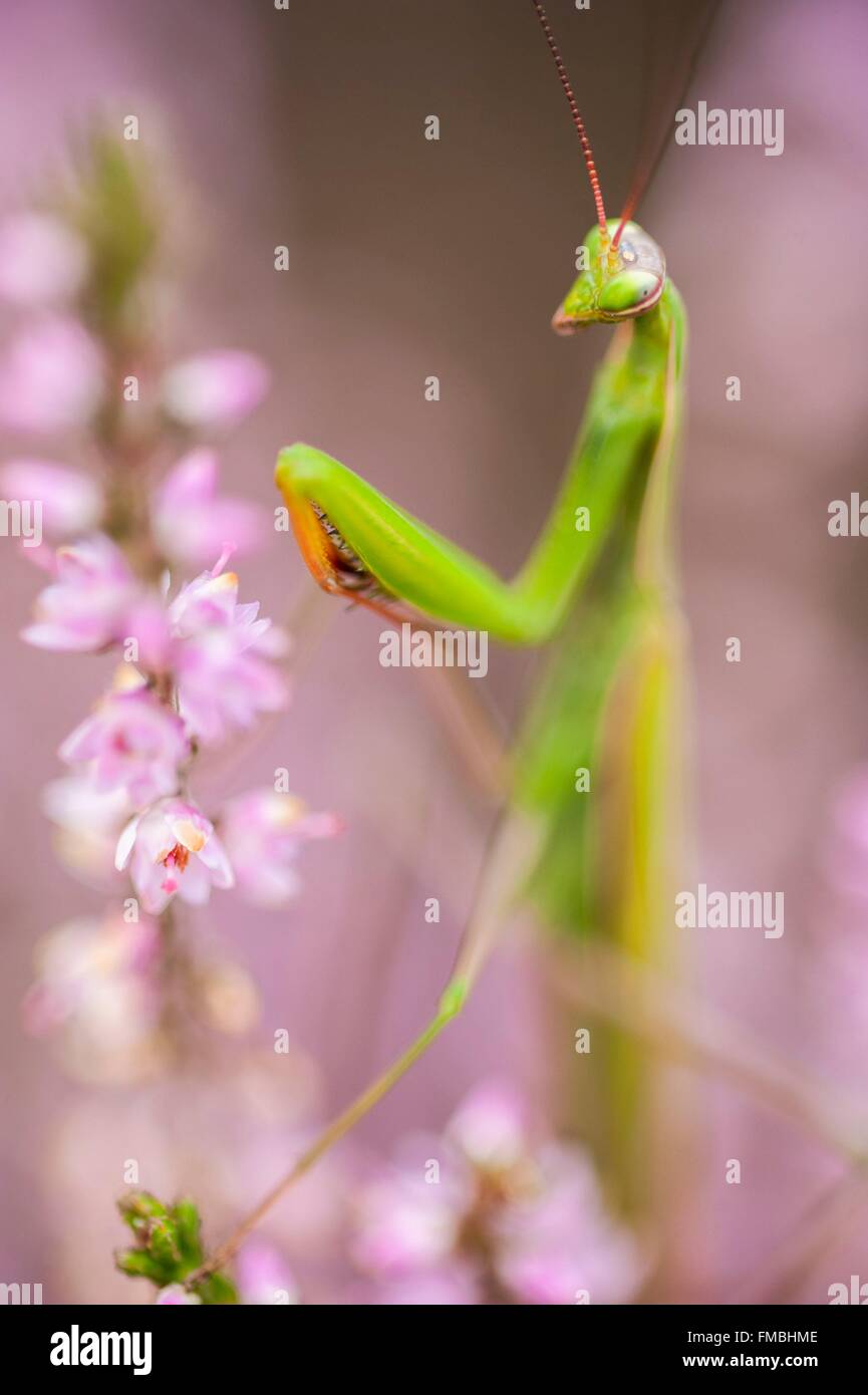 Mantis religiosa europe hi-res stock photography and images - Alamy