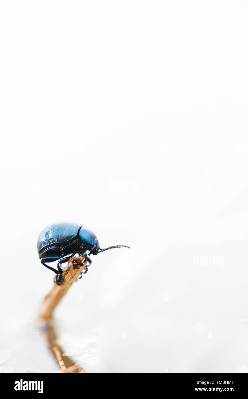 Timarcha hi-res stock photography and images - Alamy