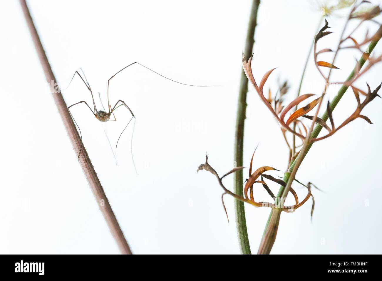 Opiliones hi-res stock photography and images - Alamy