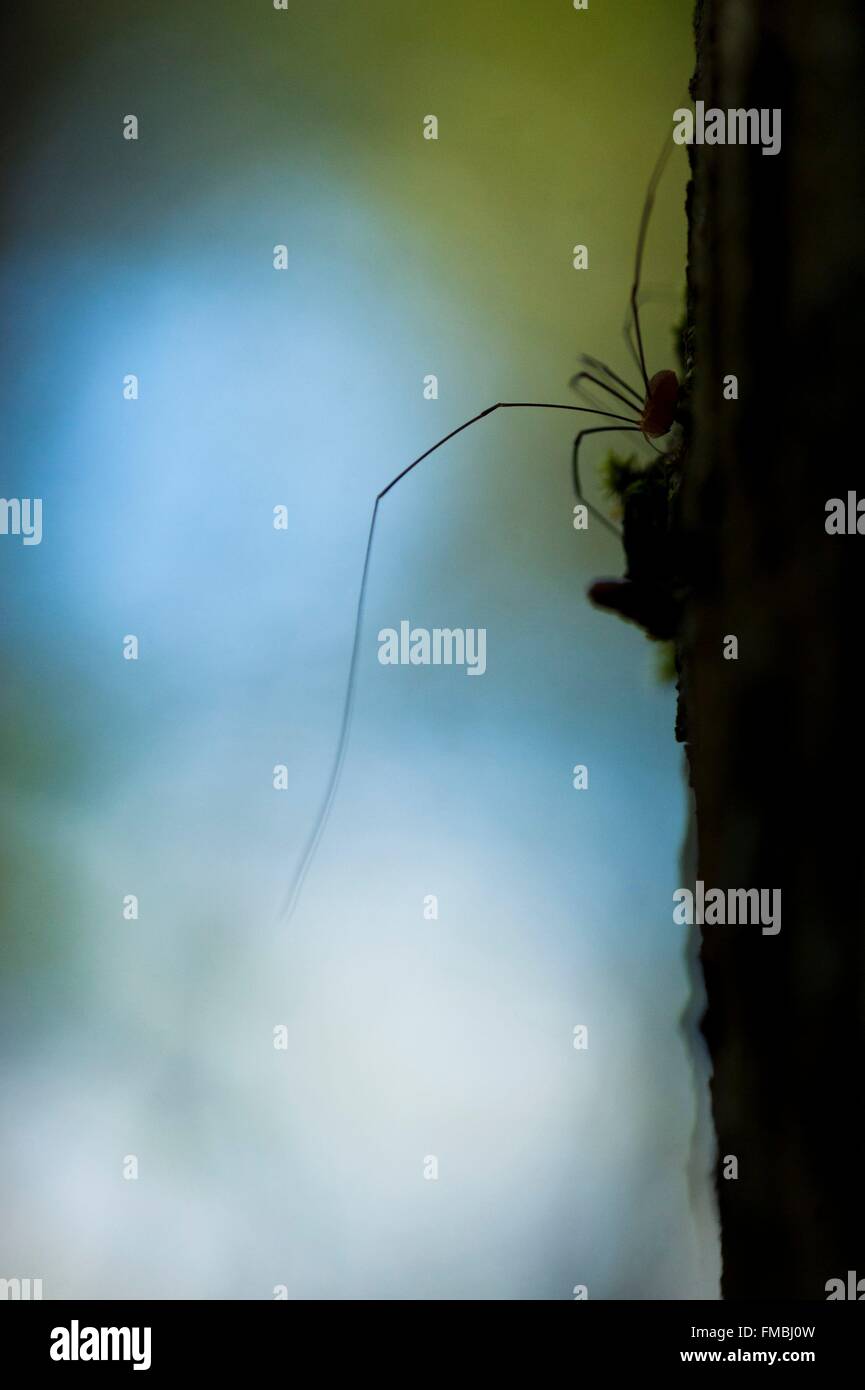 Opiliones hi-res stock photography and images - Alamy