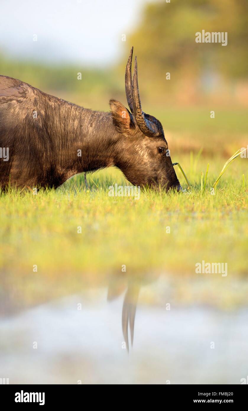 Thailand, Water Buffalo (water buffalo), eating Stock Photo - Alamy